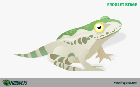 Facts About Froglets - FrogPets
