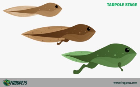 Facts About Froglets - FrogPets
