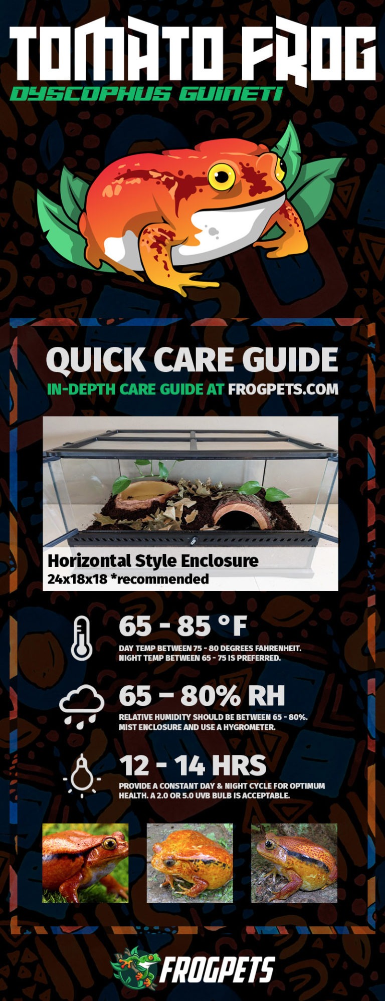 Tomato Frog Care Sheet & Pet Guide - FrogPets