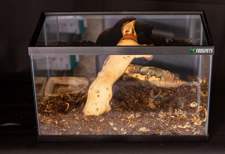 10-Gallon Pacman Frog Habitat Setup Guide (With Pictures) - FrogPets