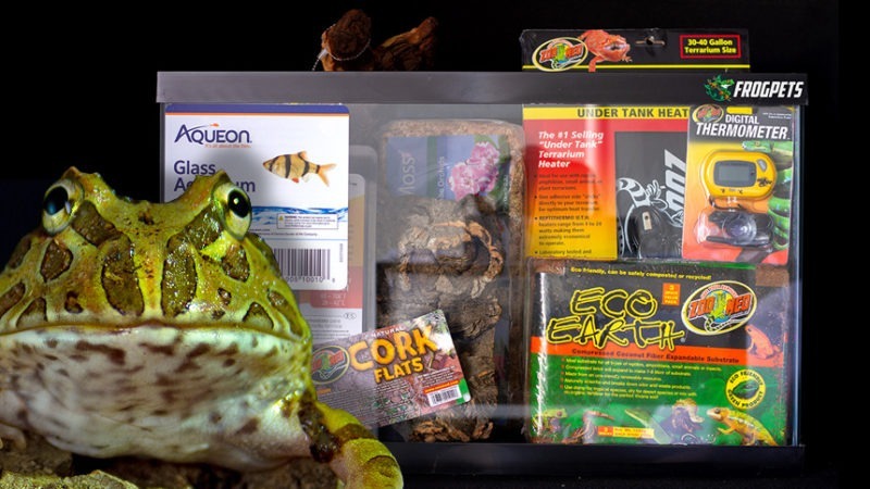 Pacman Frog Pet Care Guide, Diet, and Husbandry