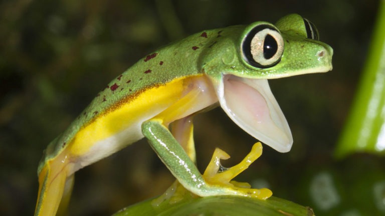 Do Frogs Bite? - FrogPets