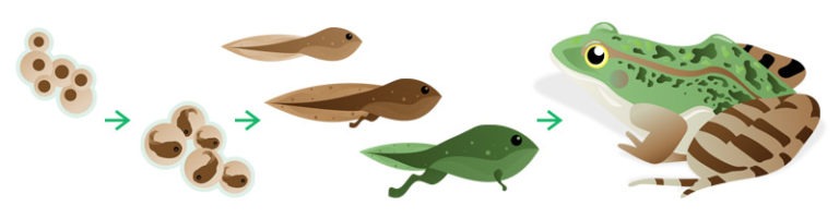 10 Interesting Facts About Tadpoles - FrogPets