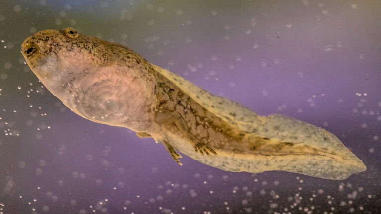 10 Interesting Facts About Tadpoles - FrogPets