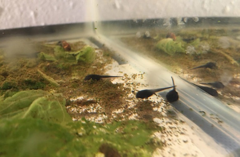 10 Interesting Facts About Tadpoles - FrogPets