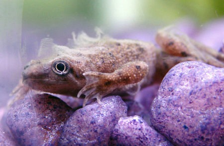 Do Frogs Shed Their Skin? - FrogPets
