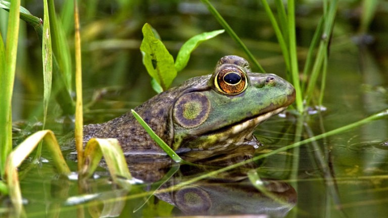 Do Frogs Eat Fish? - FrogPets