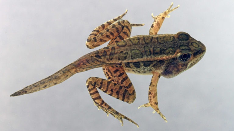 Facts About Froglets - FrogPets