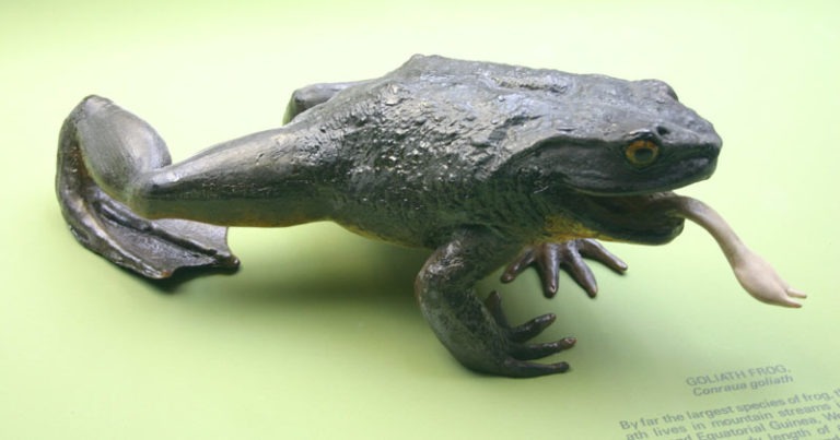 4 Biggest Bullfrogs in the World - FrogPets