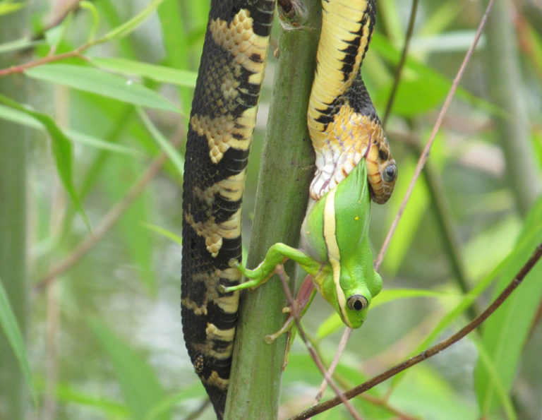 Frog Predators: What Eats Frogs? - FrogPets