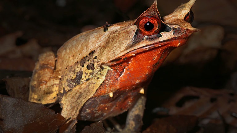 10 Ways Frogs Defend Themselves Against Predators - FrogPets